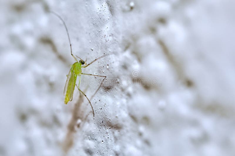 Green Midge Fly on Flower Petal Stock Photo - Image of white, gardens ...