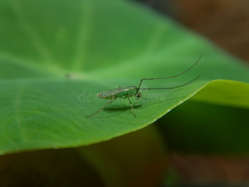 Green Midge Fly on Flower Petal Stock Photo - Image of white, gardens ...