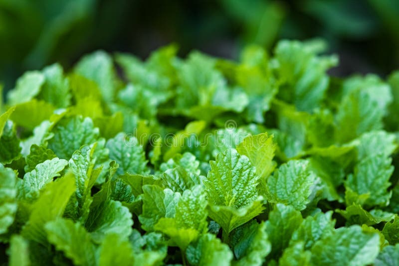 Milisa Leaves Stock Photos - Free & Royalty-Free Stock Photos from ...