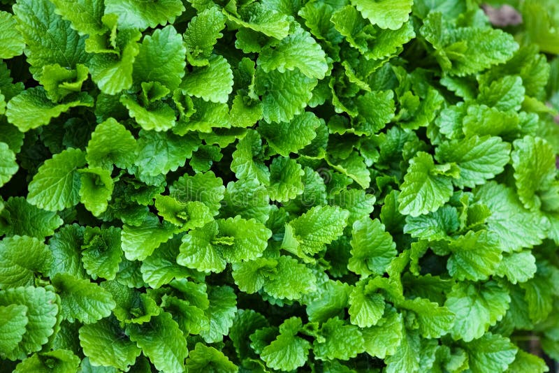 Milisa Leaves Stock Photos - Free & Royalty-Free Stock Photos from ...