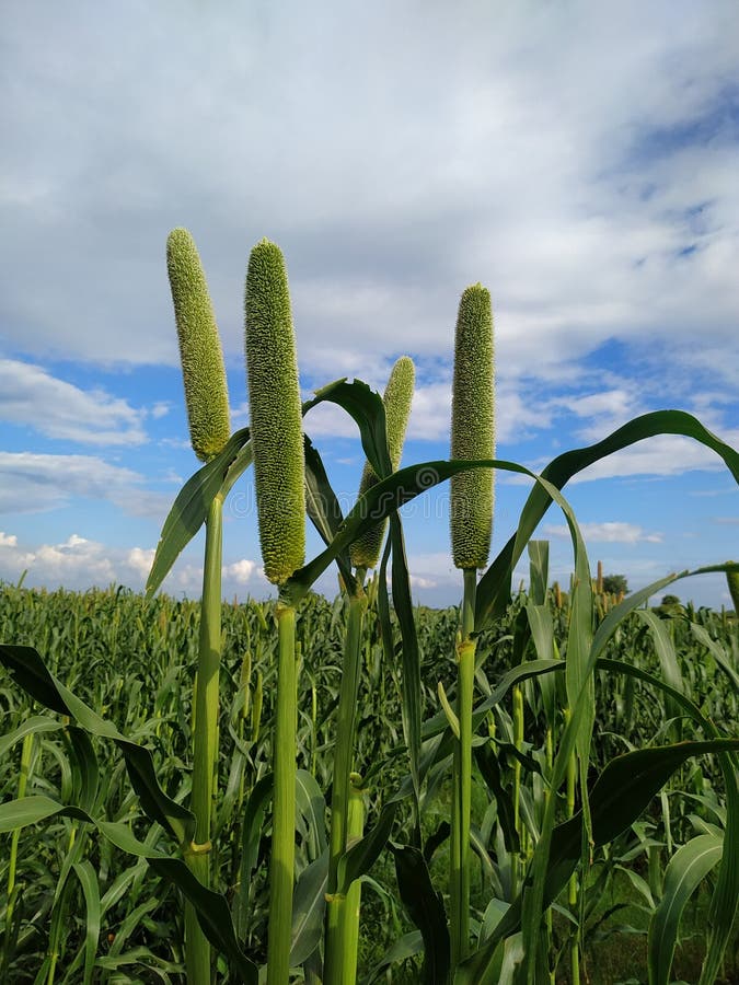 Growing Millet Plants on Blue Sky Background Stock Image - Image of ...