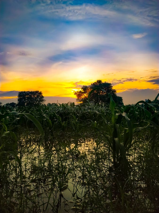 Green Millet Field with Rainwater Over the Sunset Stock Image - Image ...