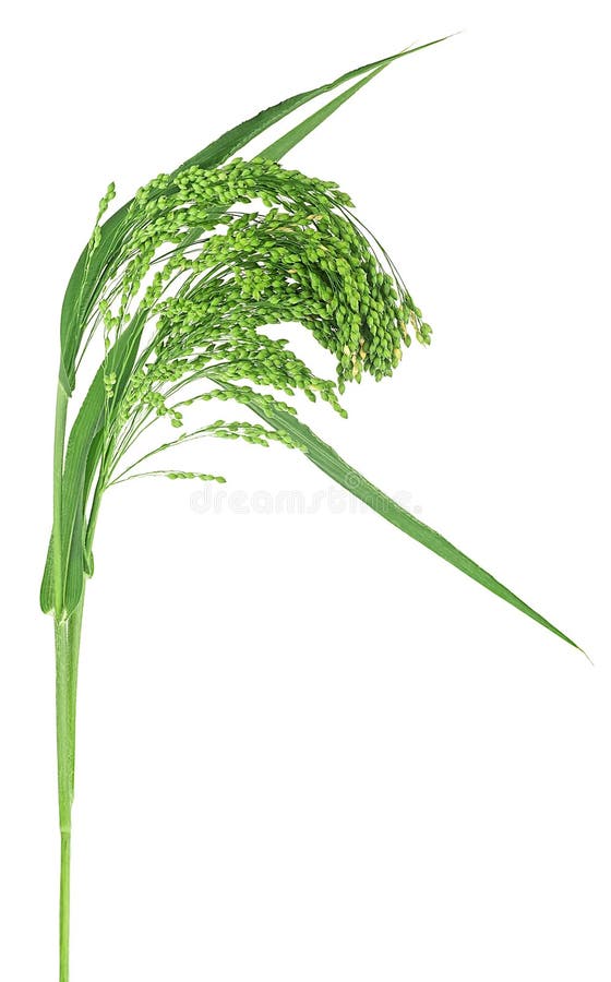 Green Millet Spikelet Isolated on White Background Stock Image - Image ...