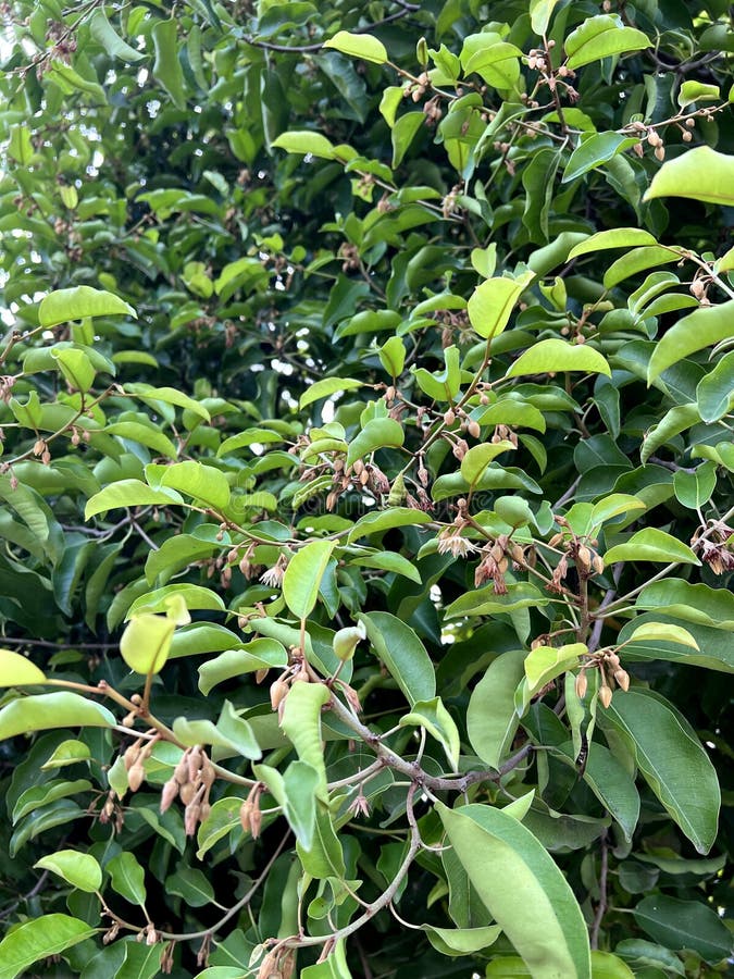 Green Mimusops Elengi Leaves of a Tree Stock Photo - Image of plant ...