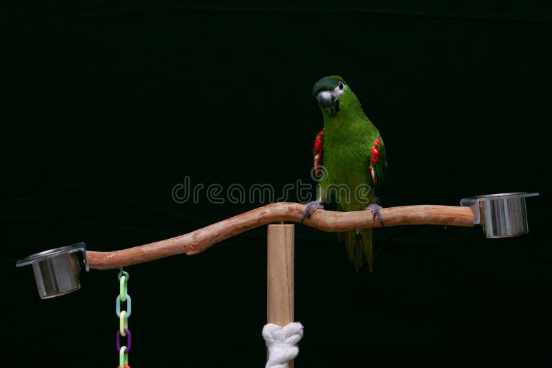 Green Mini Macaw Parrot Posing on Perch with a Black Background. Stock ...