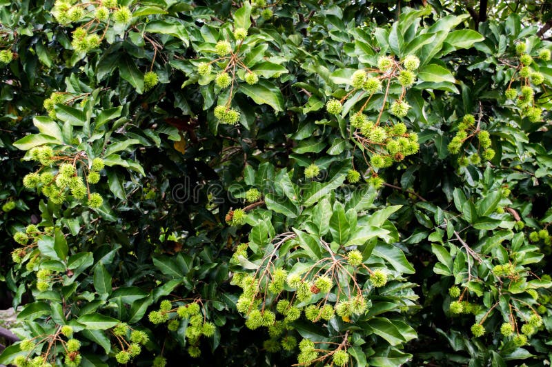 Mini Rambutan Stock Photos - Free & Royalty-Free Stock Photos from ...