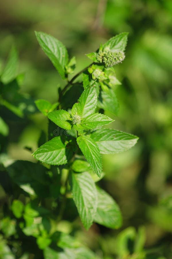 Green mint stock photo. Image of fine, greenhouse, botany - 10803080