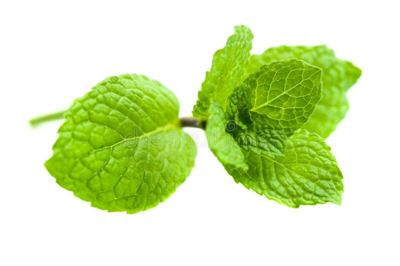Mint Sprig stock image. Image of colour, leaves, isolation - 25218615