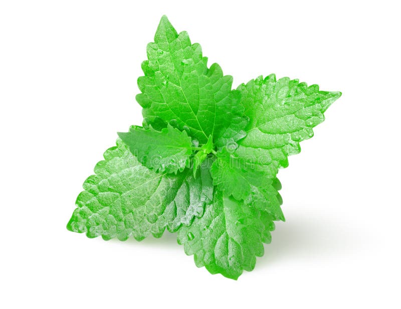 Mint leaves stock photo. Image of macro, herbal, green - 14310646