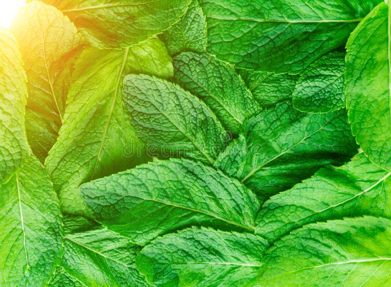 Green Mint Background with Ray of Sun Stock Image - Image of healthy ...