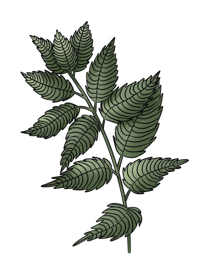 Green Mint Branch with Leaves and Flowers Isolated Stock Illustration ...