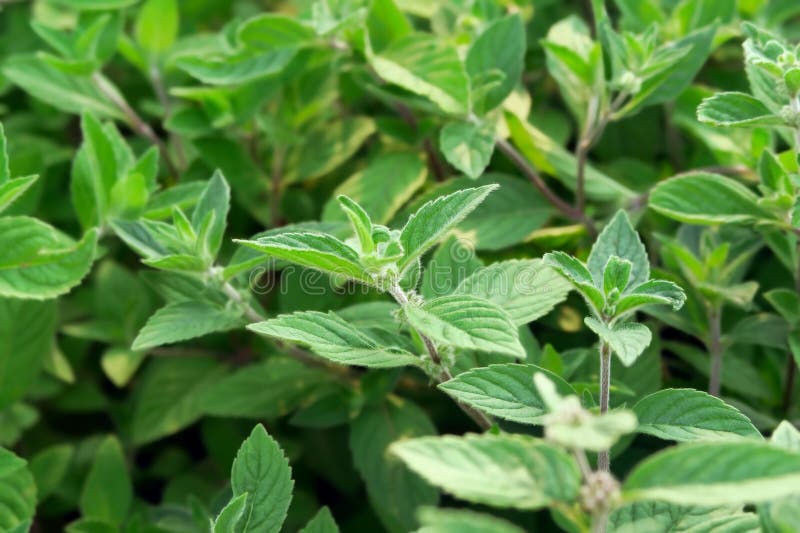 Green Mint Bush Growing in a Flower Garden Stock Image - Image of drink ...
