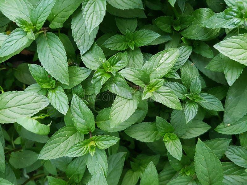 Green mint crops stock photo. Image of crops, leaf, oriental - 77480778