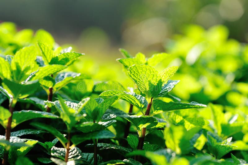 Green mint crops in growth stock image. Image of foliage - 65758209