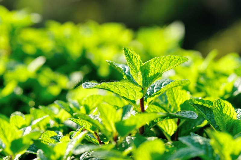 Green mint crops in growth stock photo. Image of crop - 65758318
