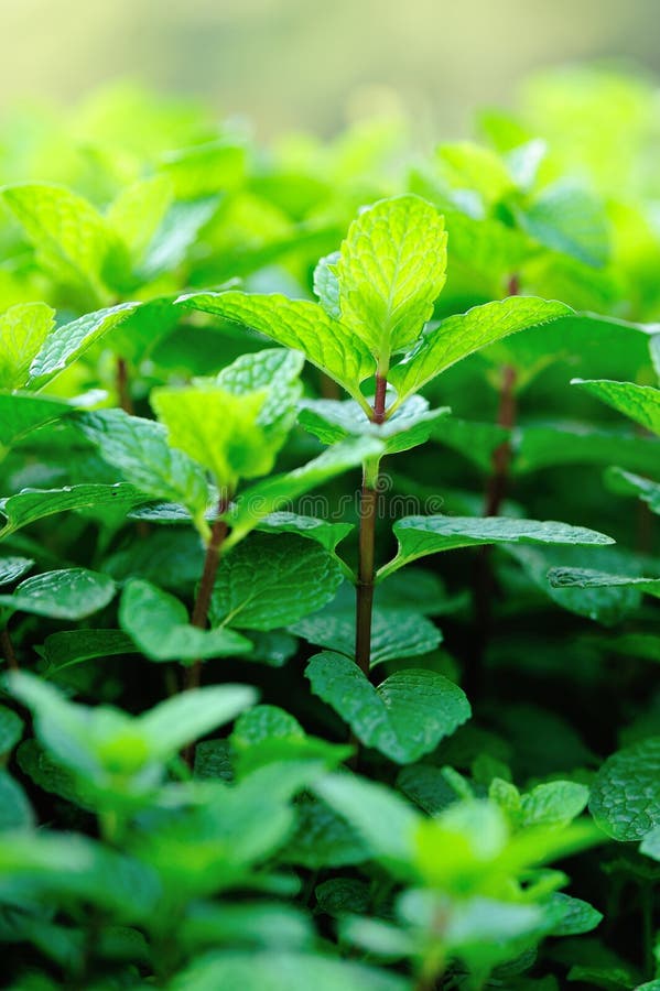 Green mint crops in growth stock photo. Image of herbal - 65758638