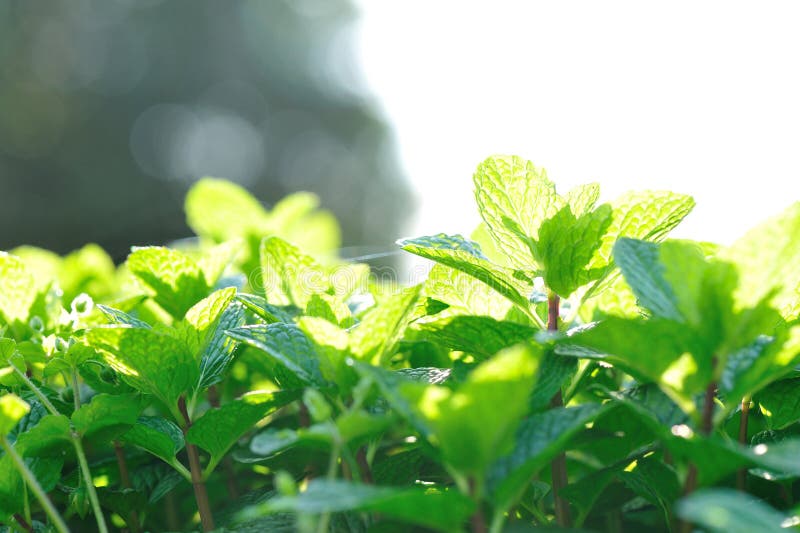 Green mint crops in growth stock image. Image of gardening - 65759011