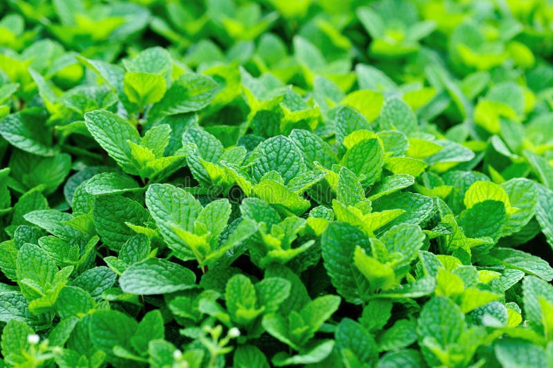 Green mint crops in growth stock photo. Image of fresh - 65759322