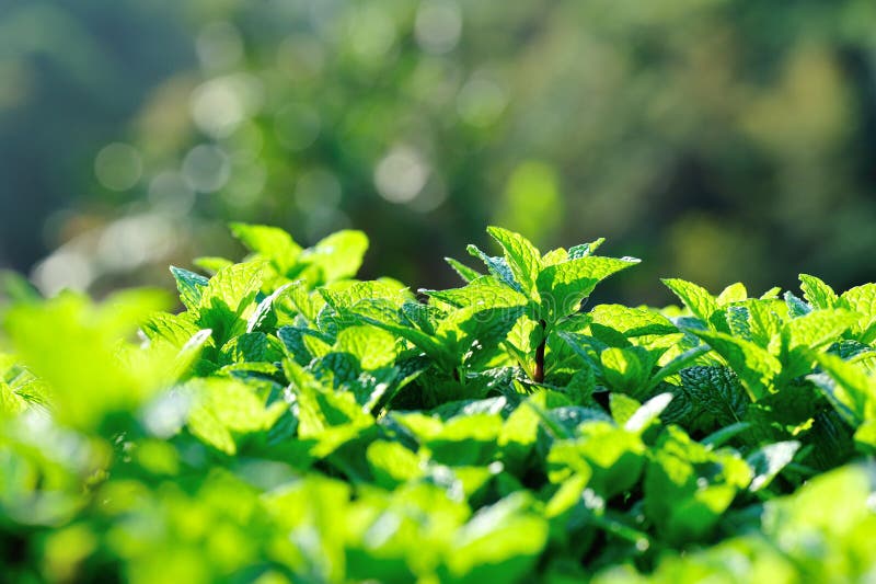 Green mint crops in growth stock photo. Image of copy - 65798510