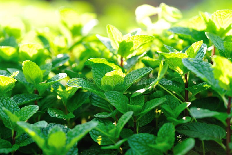 Green mint crops in growth stock photo. Image of farmland - 65798694