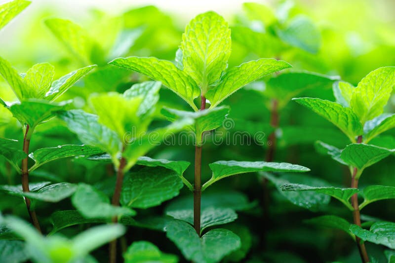 Green mint crops in growth stock image. Image of grow - 65798777