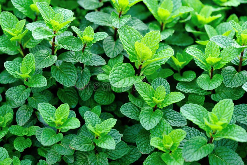 Green mint crops stock image. Image of mint, copy, asian - 65799017