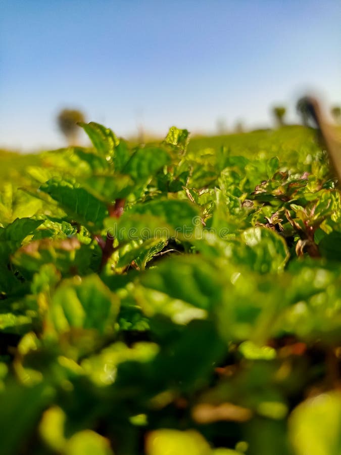 Green Mint Field View, Close Up Green Mint Leaves Stock Image - Image ...
