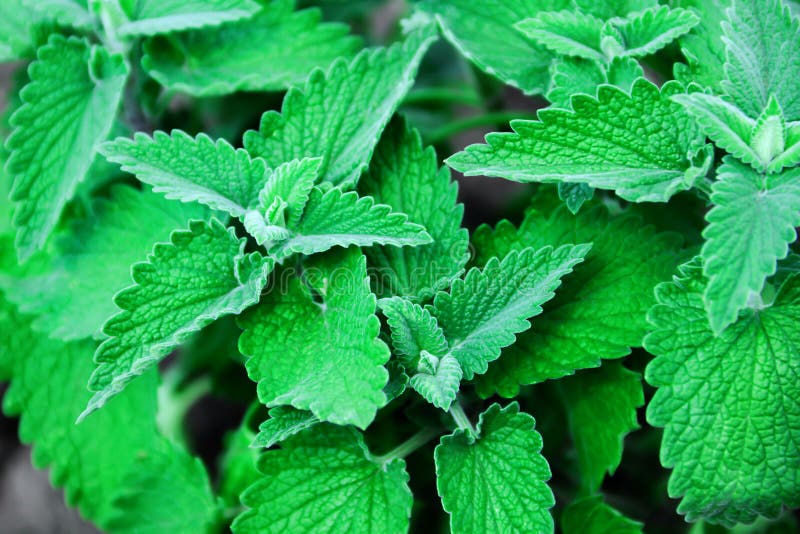 Stinging nettle stock photo. Image of herbal, stinging - 36124054