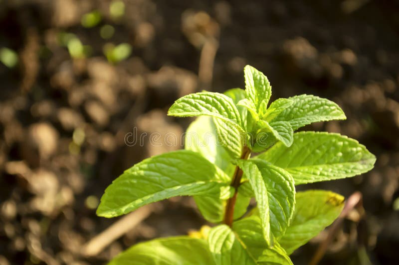 Green Mint in the Garden. a Young Bush of Fragrant Mint. the ...