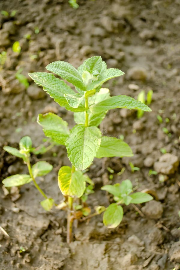 Green Mint in the Garden. a Young Bush of Fragrant Mint. the ...