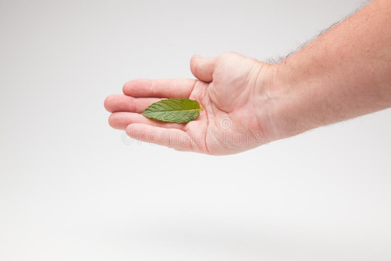 Green Mint Leaf in a Person`s Hand Stock Image - Image of caught ...