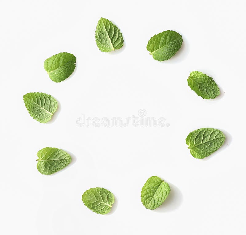 Green Mint Leaves in Circle Frame Stock Photo - Image of circle, mint ...