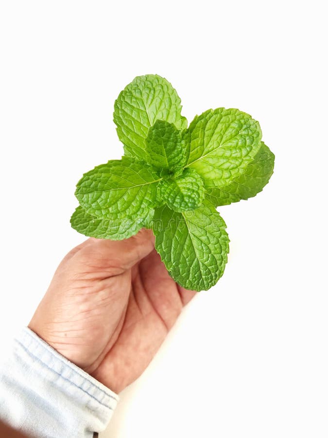 Green Mint Leaves in Hand on a White Background Stock Photo - Image of ...