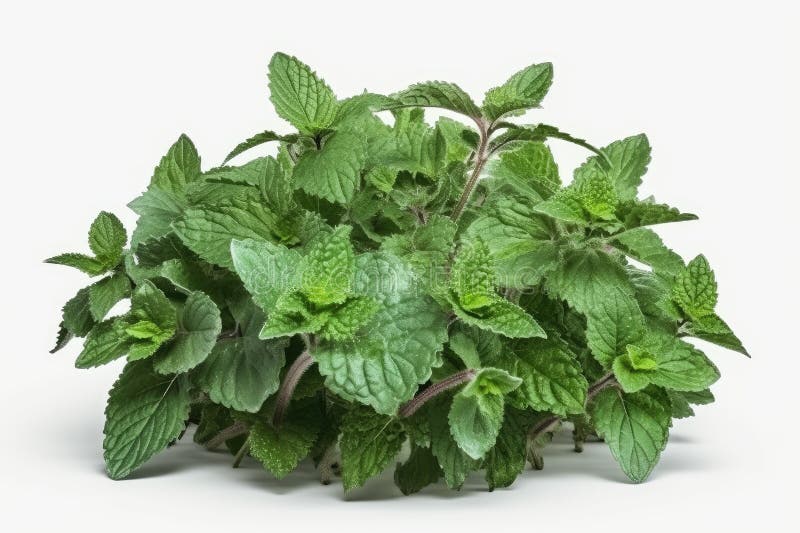 Green Mint Leaves. High Resolution, Isolate on White Background. Stock ...