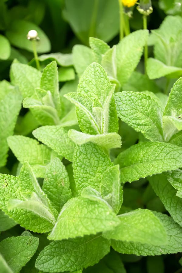 Green Mint Leaves. Green Lemon Balm - Side View. Young Mint in the ...