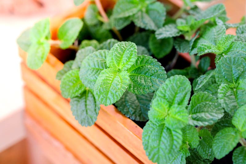 Green mint leaves in pot stock photo. Image of gardening - 188356512