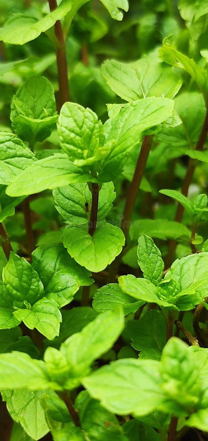 Green mint live stock photo. Image of mint, leaf, green - 229921074