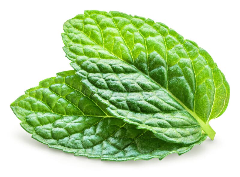 Green Mint Pepper Leaf Isolated on White. Fresh Melissa Leaf Stock ...