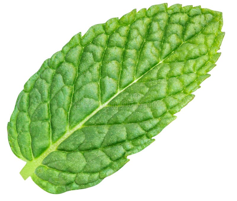 Green Mint Pepper Leaf Isolated on White. Fresh Melissa Leaf Stock ...