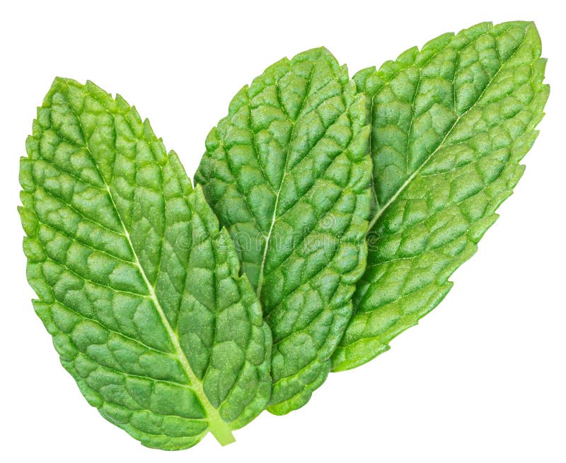 Green Mint Pepper Leaf Isolated on White. Fresh Melissa Leaf Stock ...