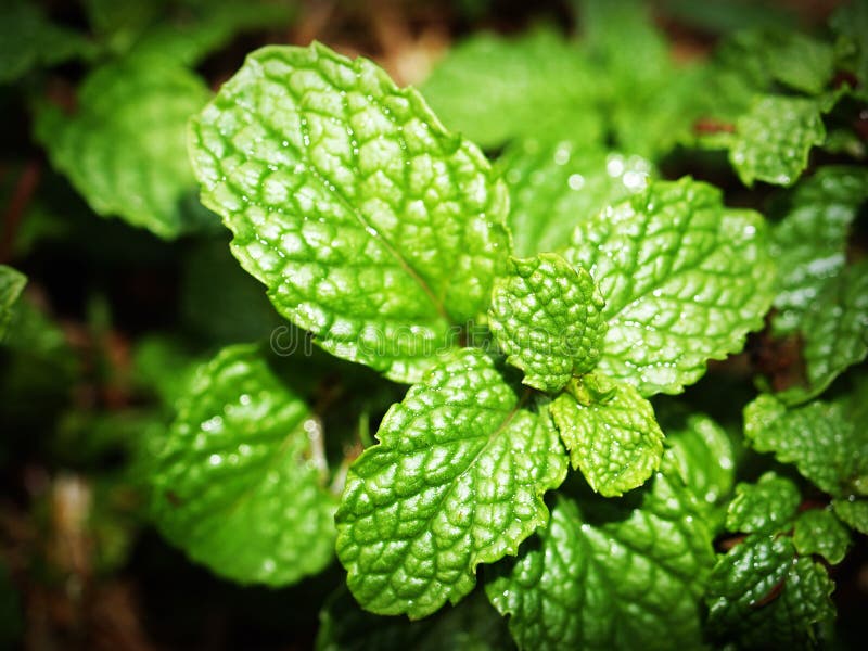 Green Mint Photo stock photo. Image of freshness, ingredient - 82975996