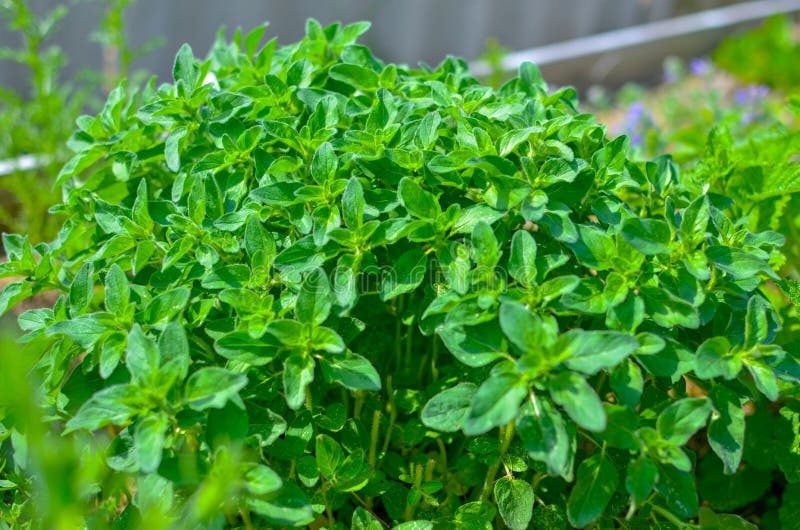 Green Mint Plant at the Garden As the Background Stock Photo - Image of ...