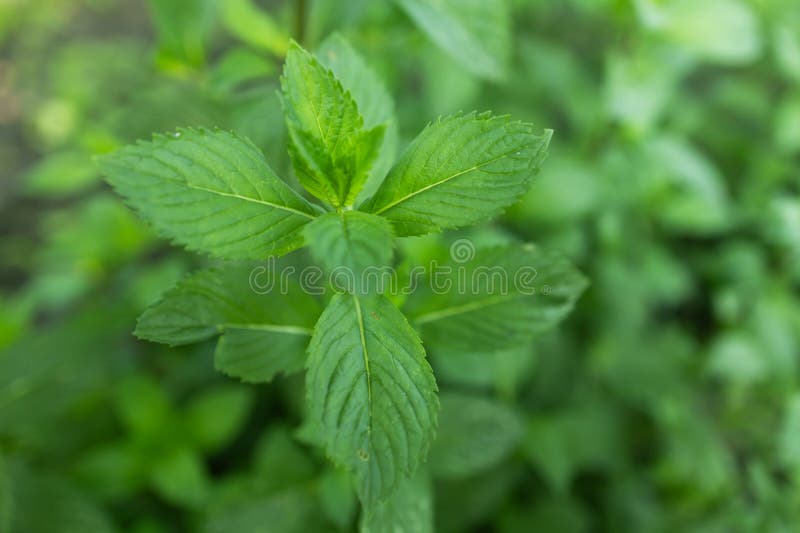 Green Mint Plant Grow Background Close Up Mint Leaf Stock Photo - Image ...