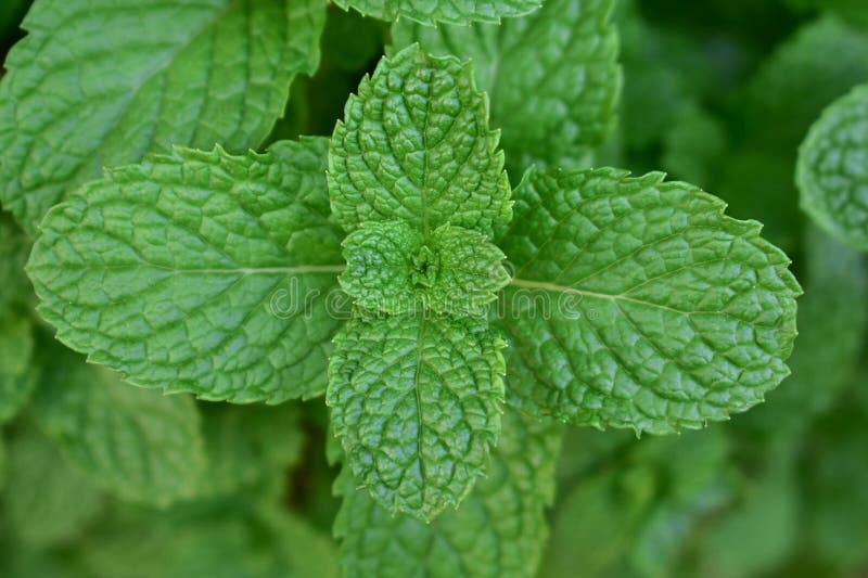 2,832 Menthol Texture Photos - Free & Royalty-Free Stock Photos from ...