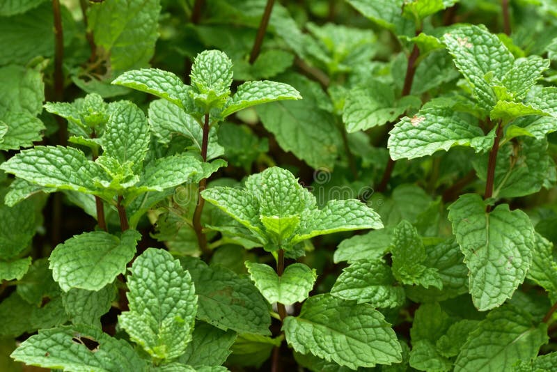 Green Mint Plant Grow Background Menthol Texture Stock Image - Image of ...