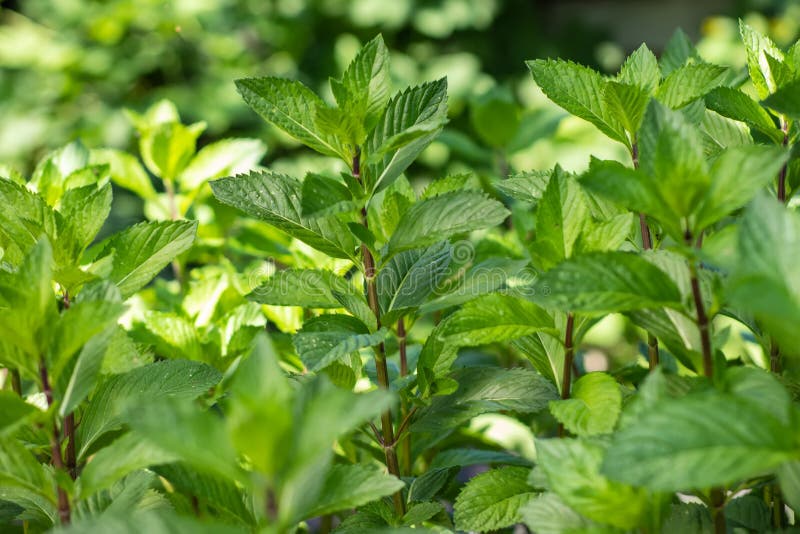 Green Mint Plant in Growth at Vegetable Garden Stock Photo - Image of ...