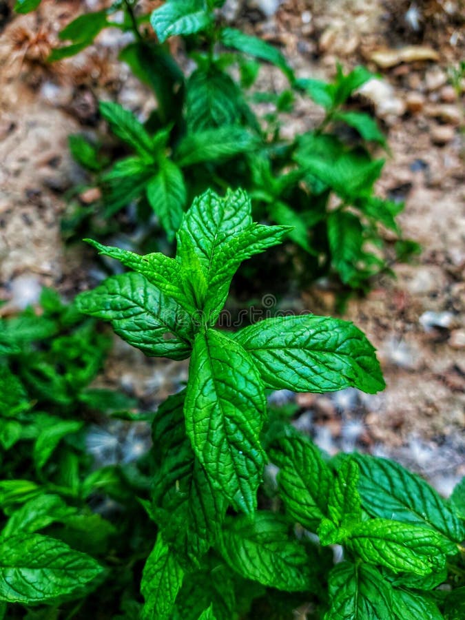 Green Mint Plant Planted in the Garden Stock Photo - Image of green ...