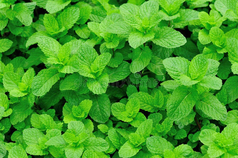 Green mint plants growing stock image. Image of healthy - 40316447