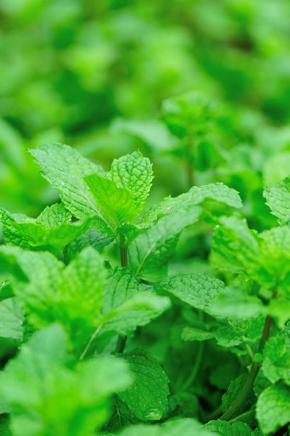 Green Mint Plants in Growth Stock Image - Image of mint, food: 46291551