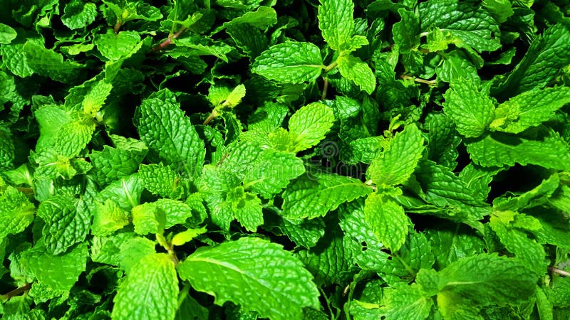 Green Mint Vegetables Background Stock Image - Image of balm, flavor ...